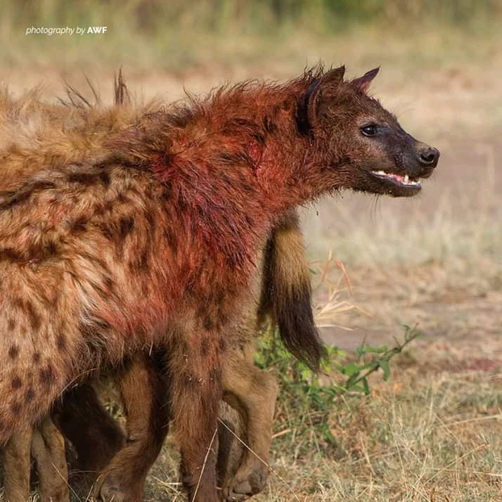 The Spotted Hyena – Oke’s Musings: Poetry, People and Places